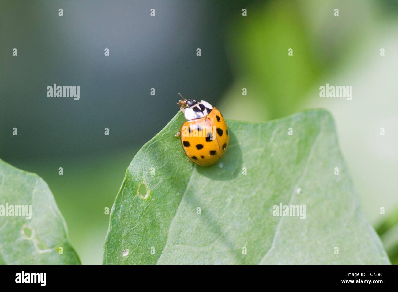 Red ladybird beetle hi-res stock photography and images - Alamy