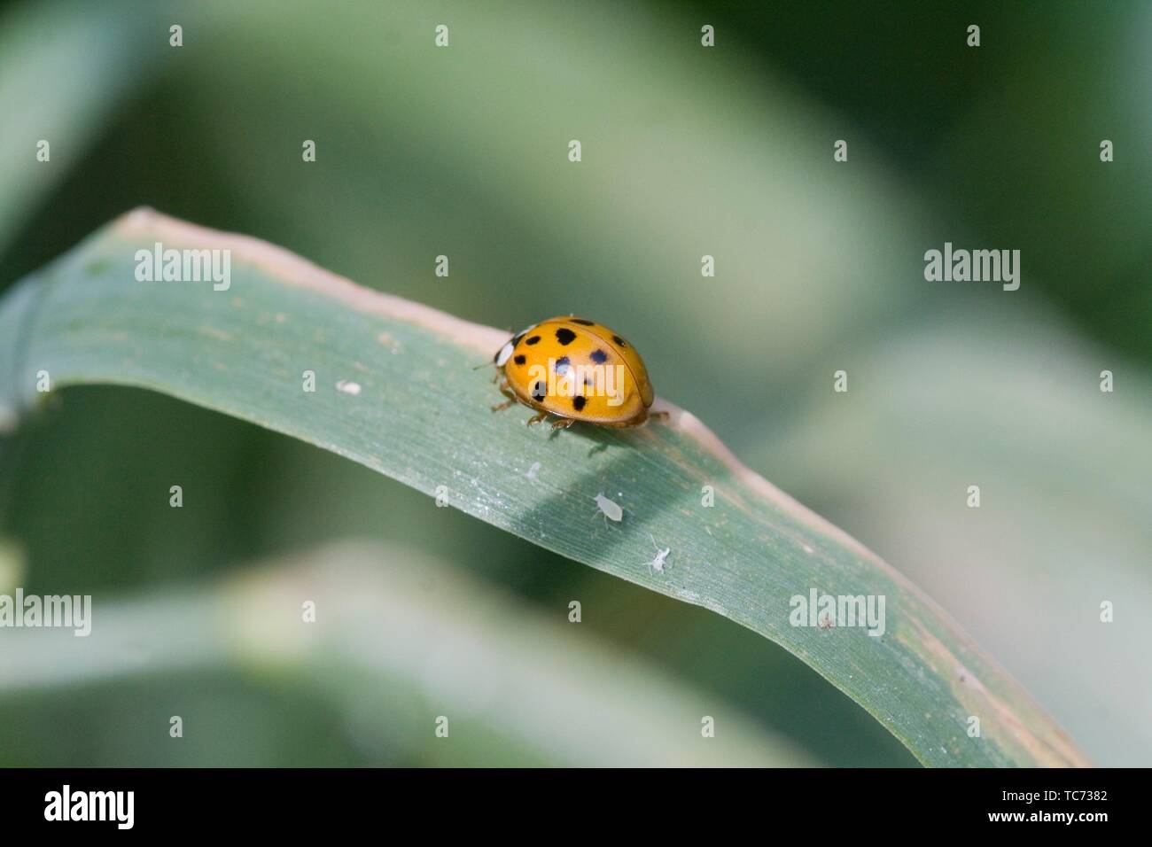 Ladybird red beetle coccinellidae hi-res stock photography and images ...