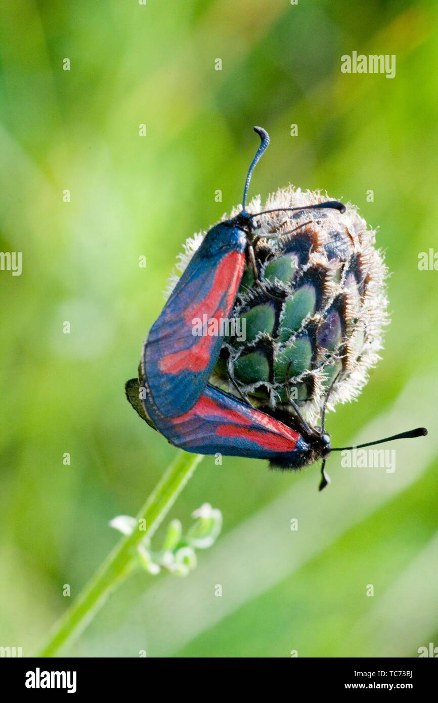 Species of day flying moth hi-res stock photography and images - Alamy