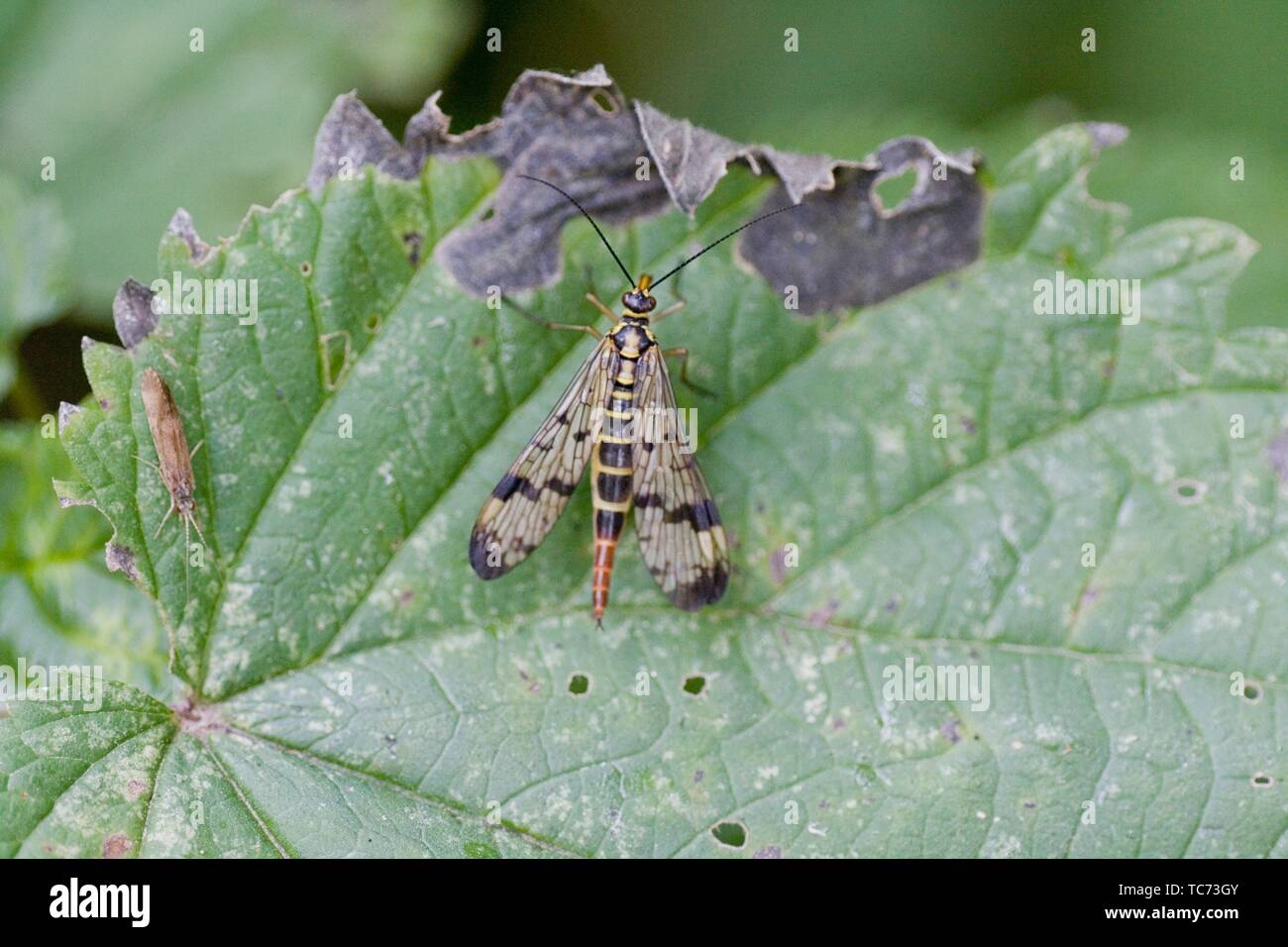 Snow scorpionfly hi-res stock photography and images - Alamy