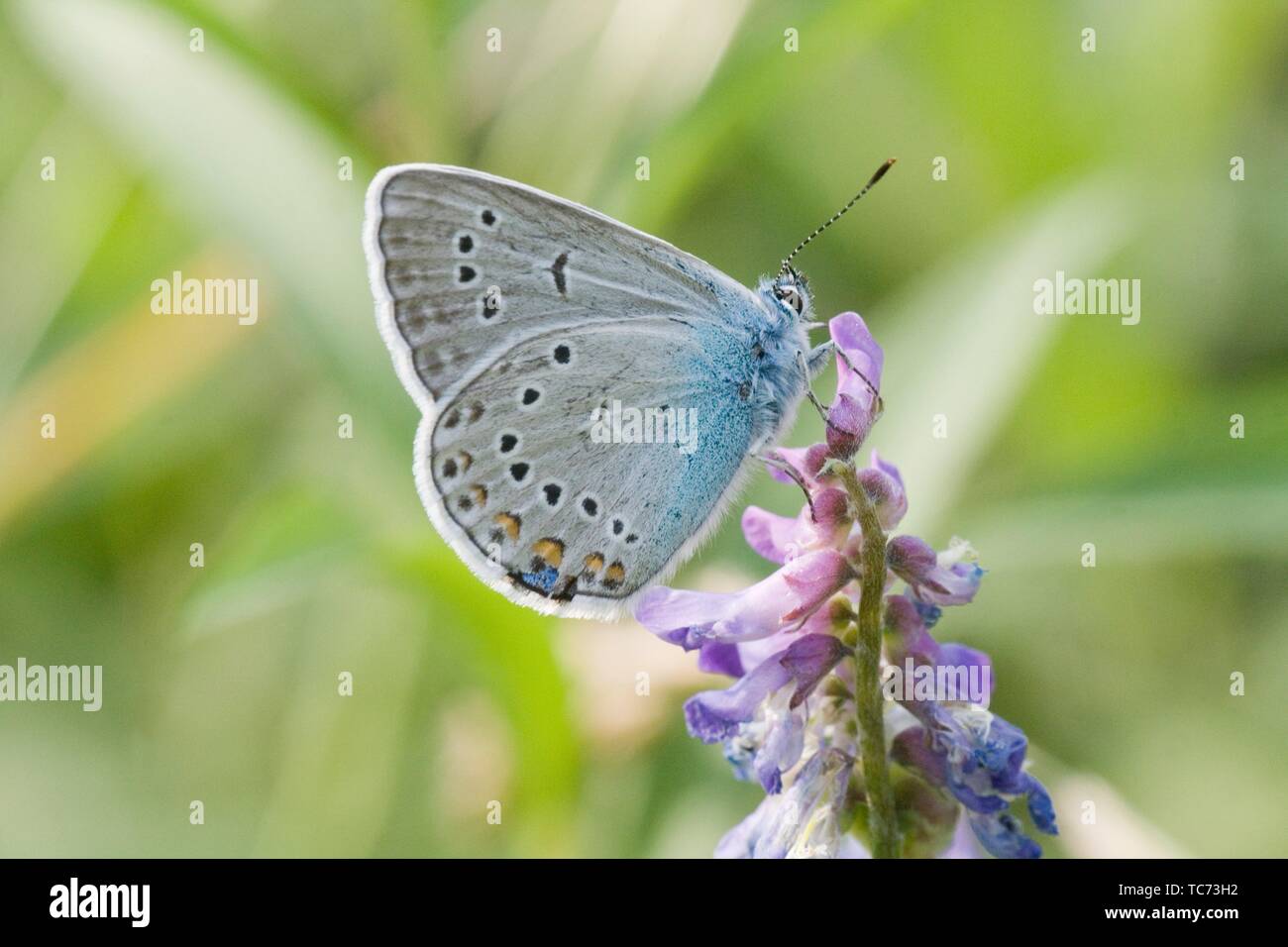 Insect powder hi-res stock photography and images - Alamy