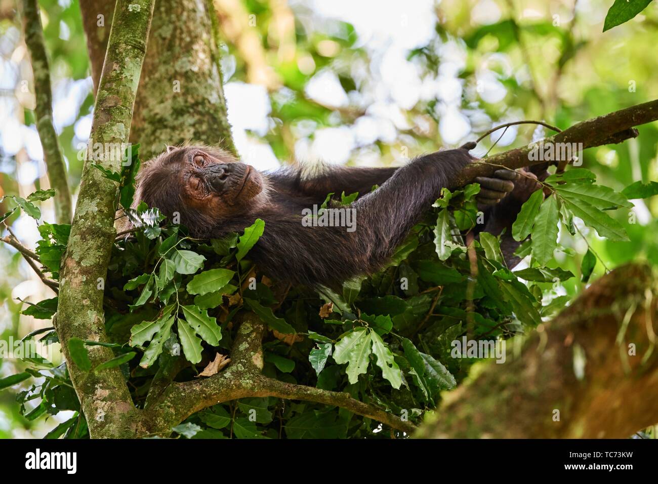 Chimpanzees Sleeping In Trees