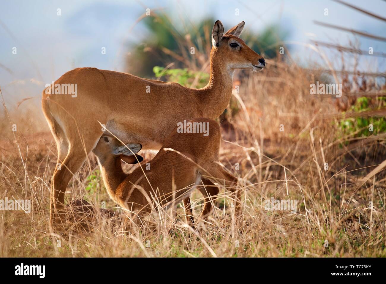 Baby calf suckling hi-res stock photography and images - Alamy