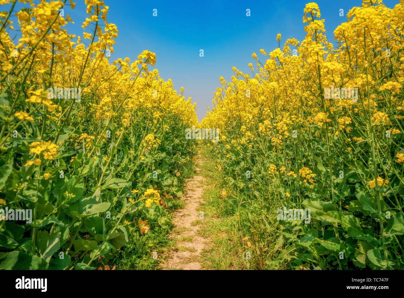 Rapeseed grains hi-res stock photography and images - Alamy
