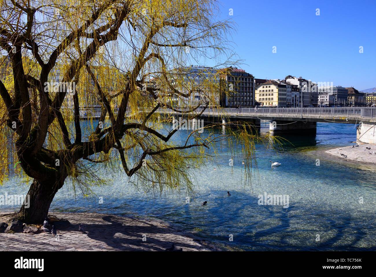 Rhone river geneva hi-res stock photography and images - Alamy