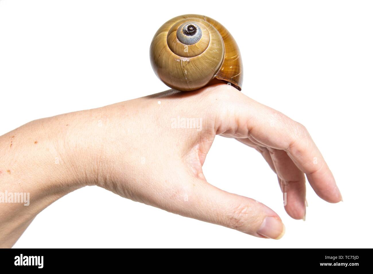 Hand holding a spiral shell Stock Photo - Alamy