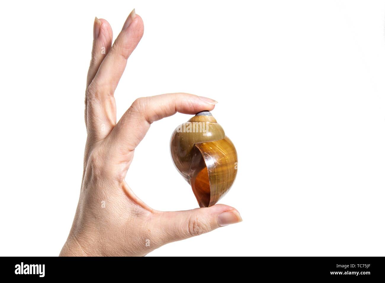 One person holding a snail hi-res stock photography and images - Alamy
