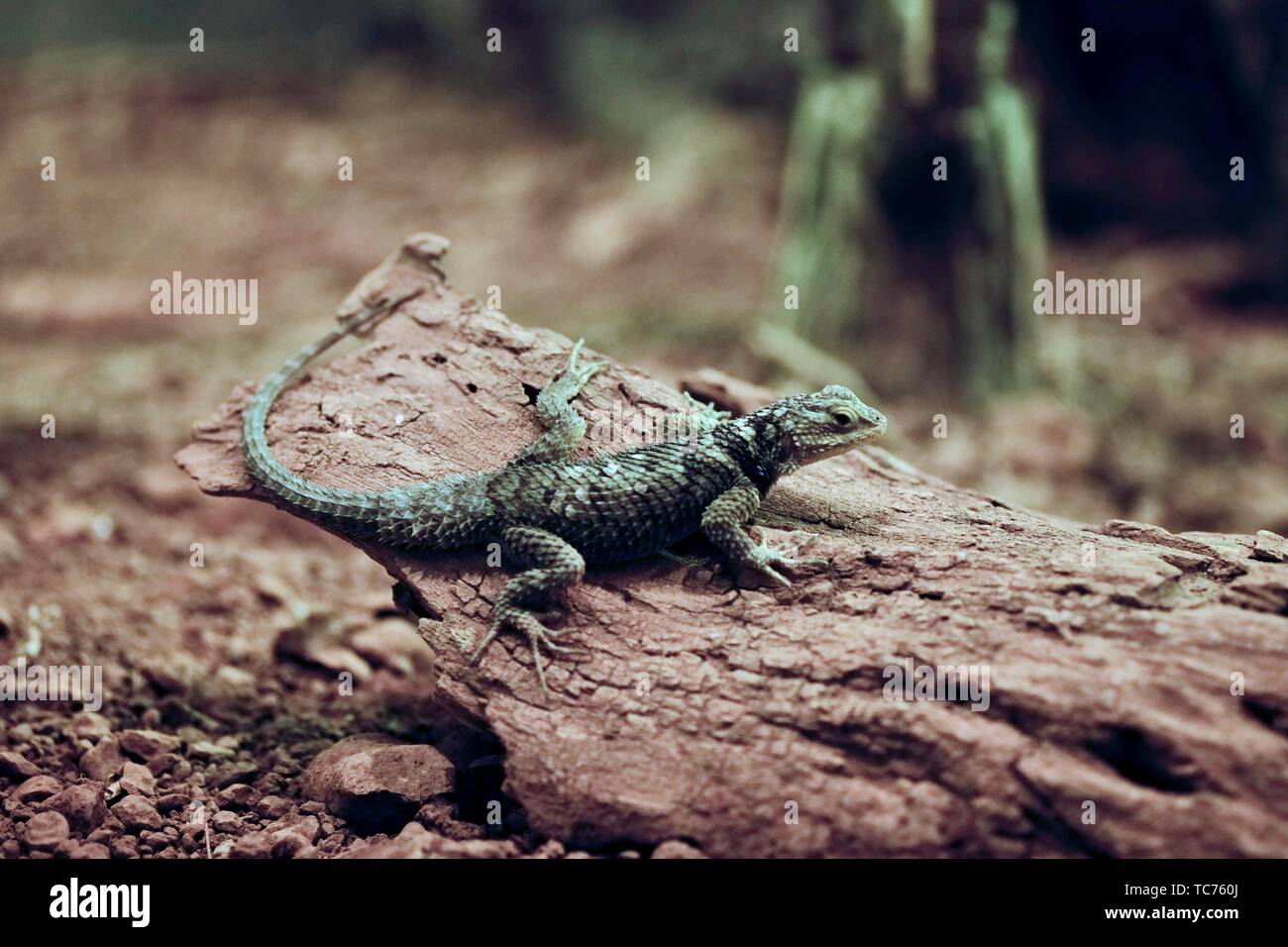 Lizard outdoors hi-res stock photography and images - Alamy