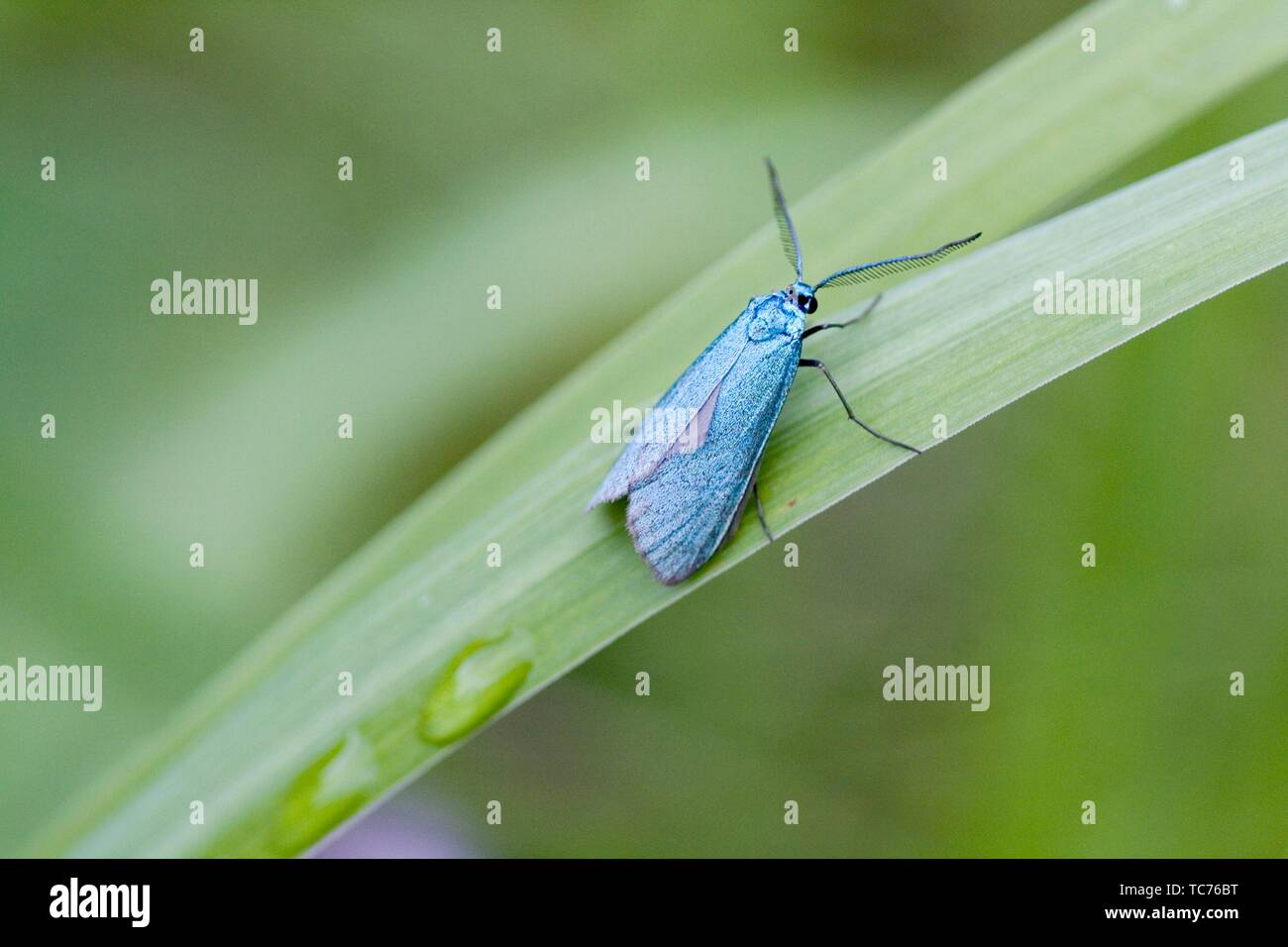 Forester butterfly hi-res stock photography and images - Alamy
