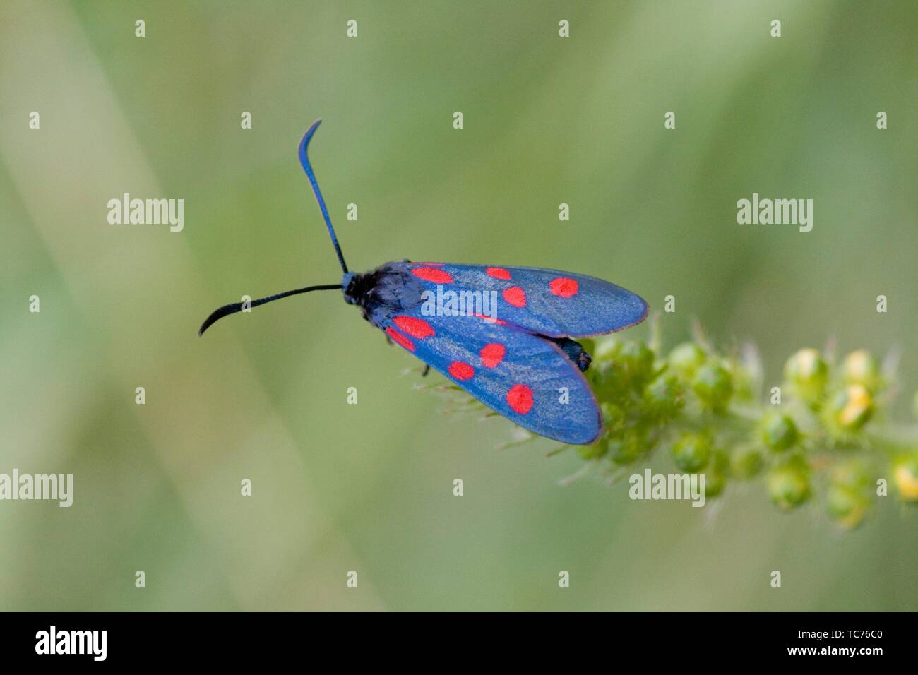 Huebneriana hi-res stock photography and images - Alamy