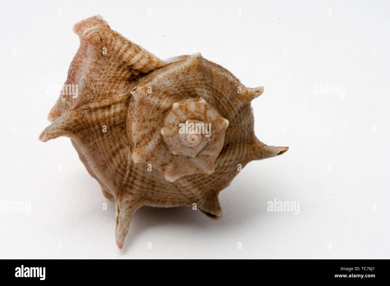 Spiny murex hi-res stock photography and images - Alamy
