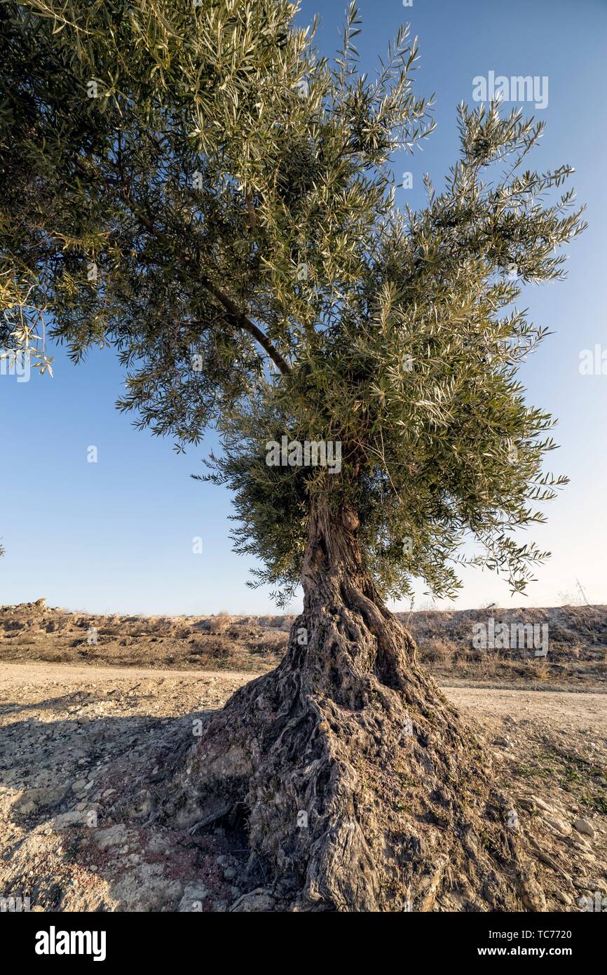 Sunny pinto hi-res stock photography and images - Alamy