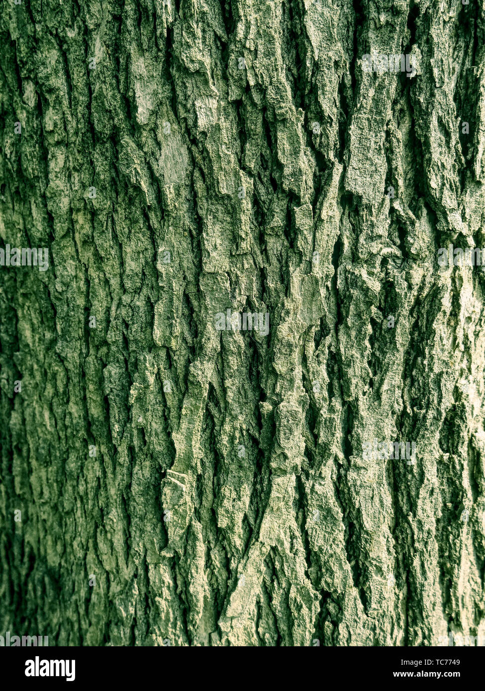 Camphor Tree High Resolution Stock Photography and Images - Alamy