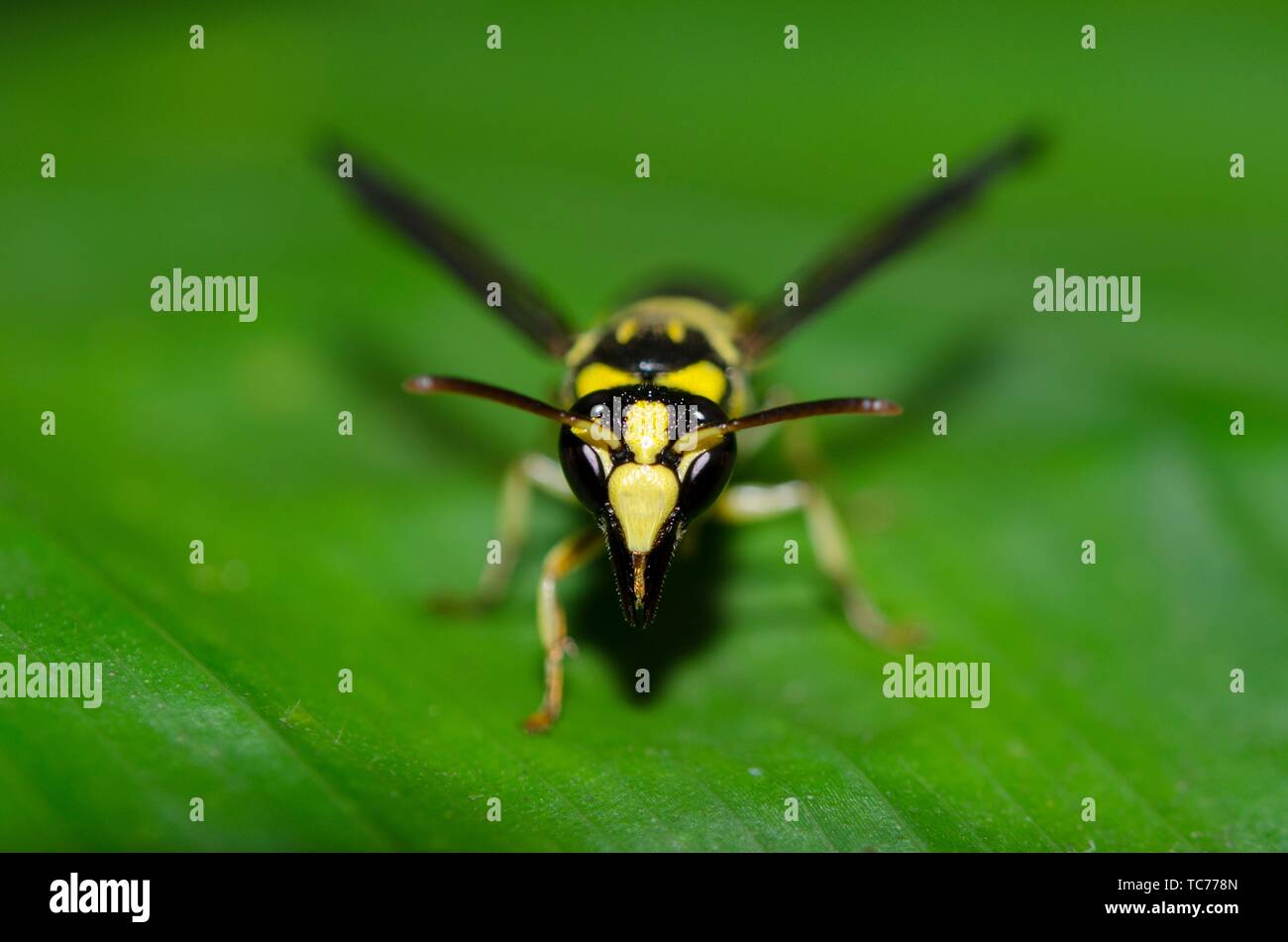 Mason Wasp High Resolution Stock Photography and Images - Alamy