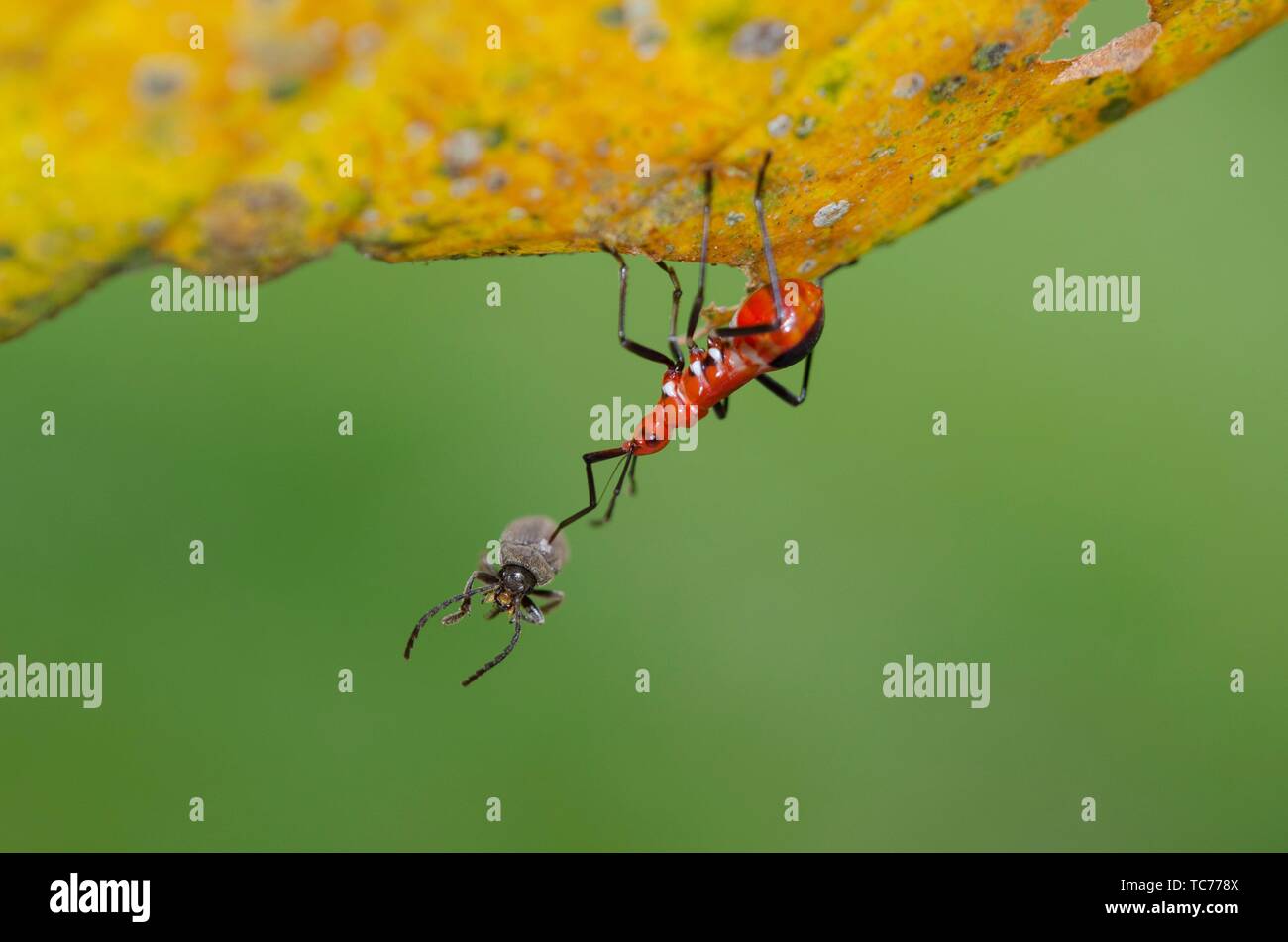 Coleoptera Sp High Resolution Stock Photography and Images - Alamy