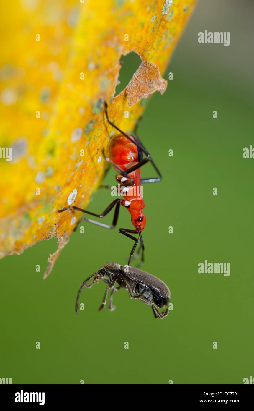 Dindymus hi-res stock photography and images - Alamy