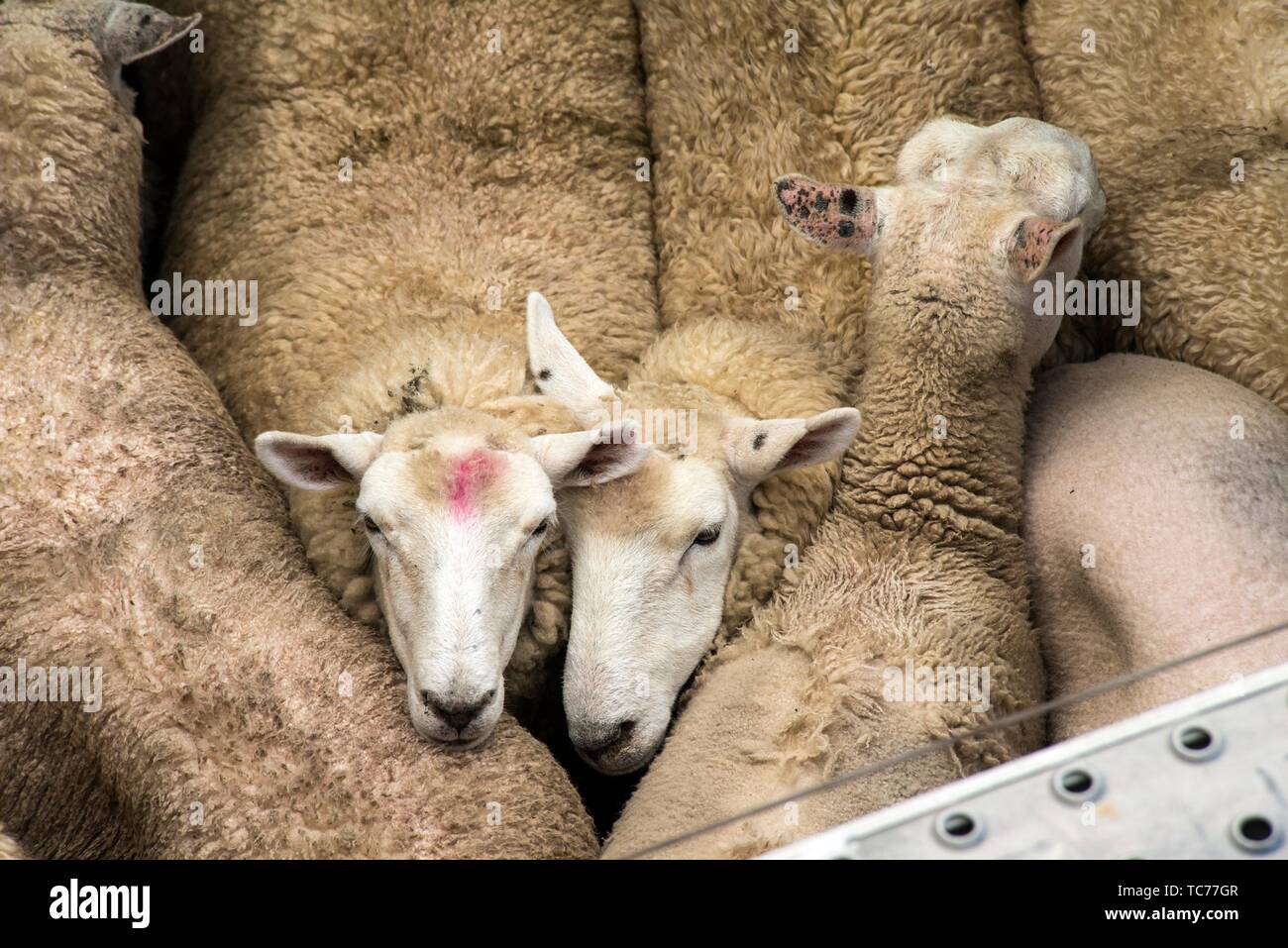 Truck with sheep hi-res stock photography and images - Alamy