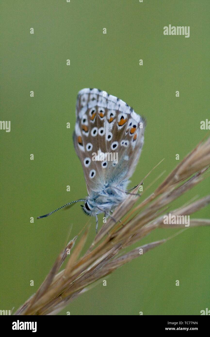 Chalk Hill Blue Butterfly High Resolution Stock Photography and Images ...