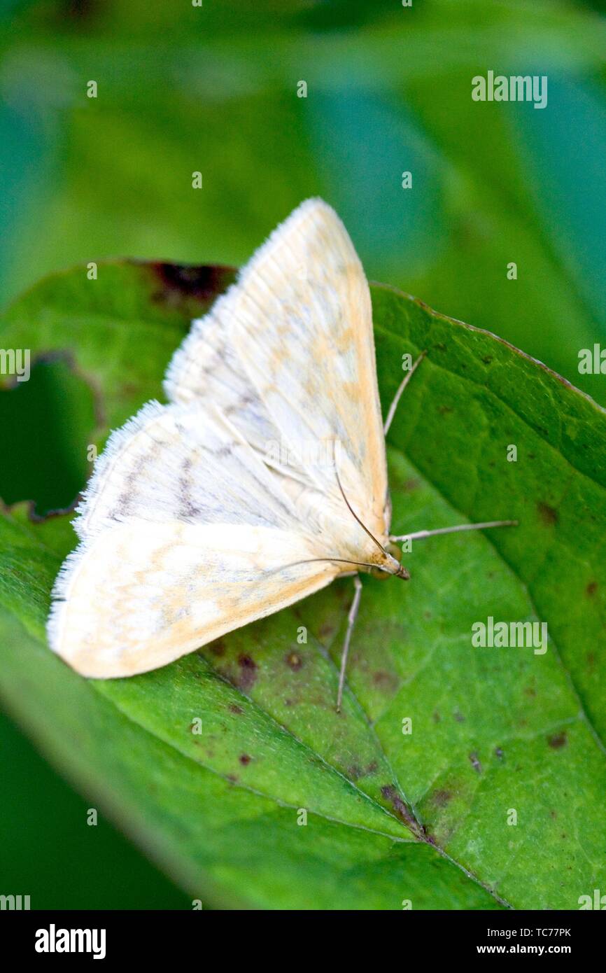 Sitochroa verticalis. A marbled white moth which has variable color ...