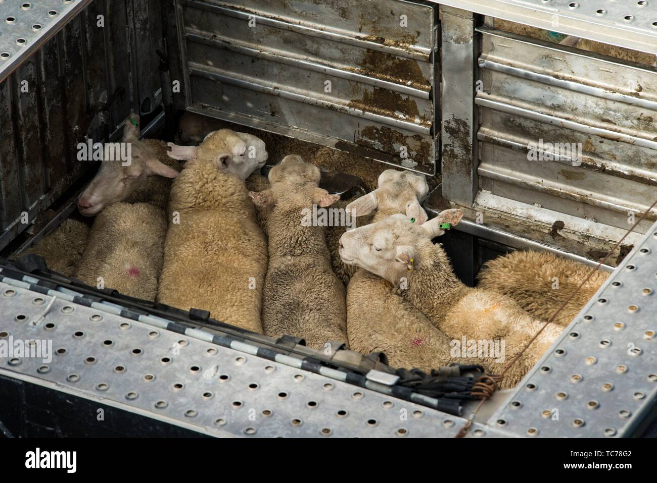 Truck with sheep hi-res stock photography and images - Alamy