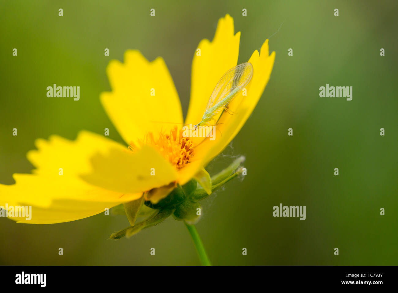 Insects on flowers Stock Photo - Alamy
