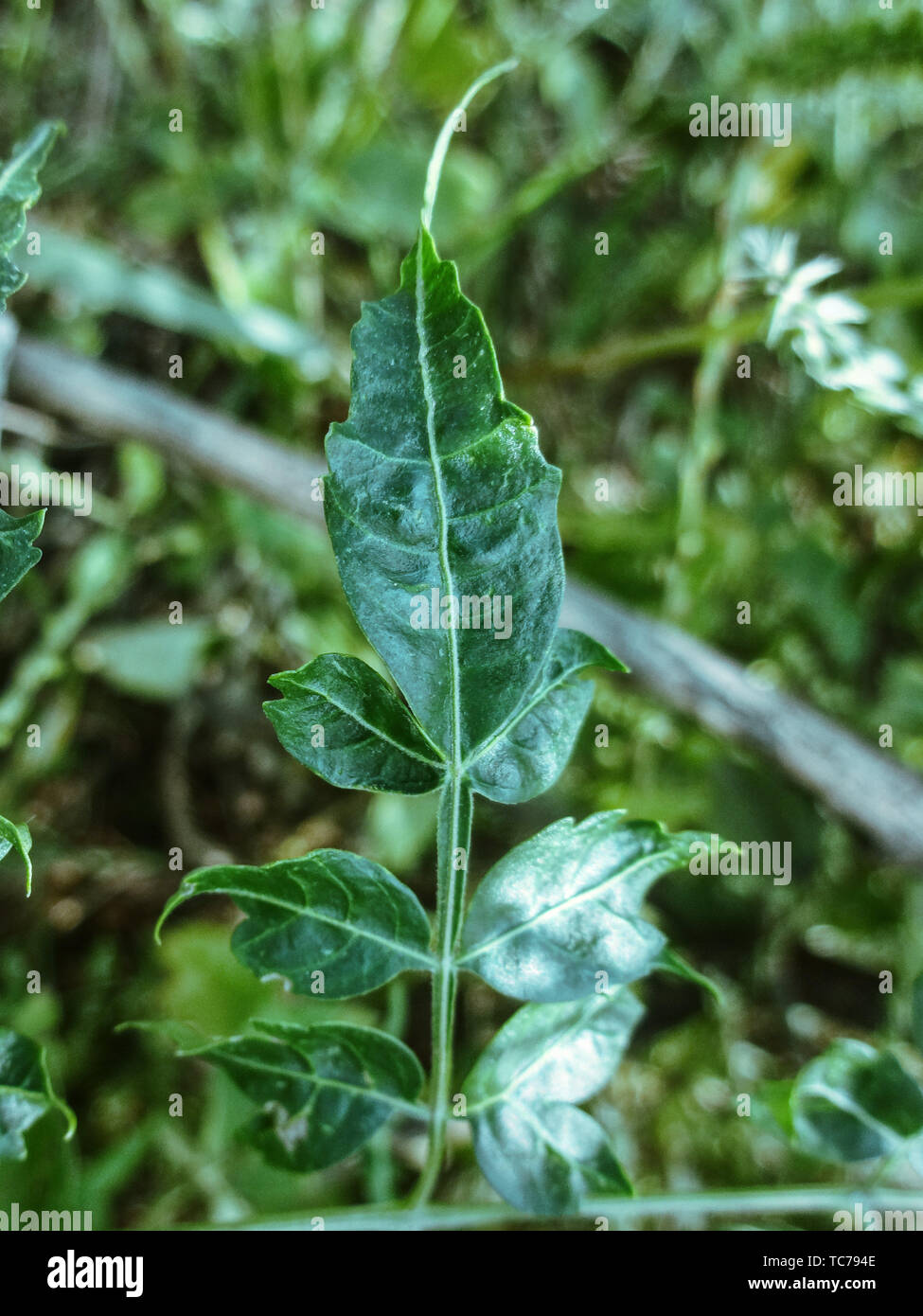 The growing neem seedlings, leaves Stock Photo - Alamy
