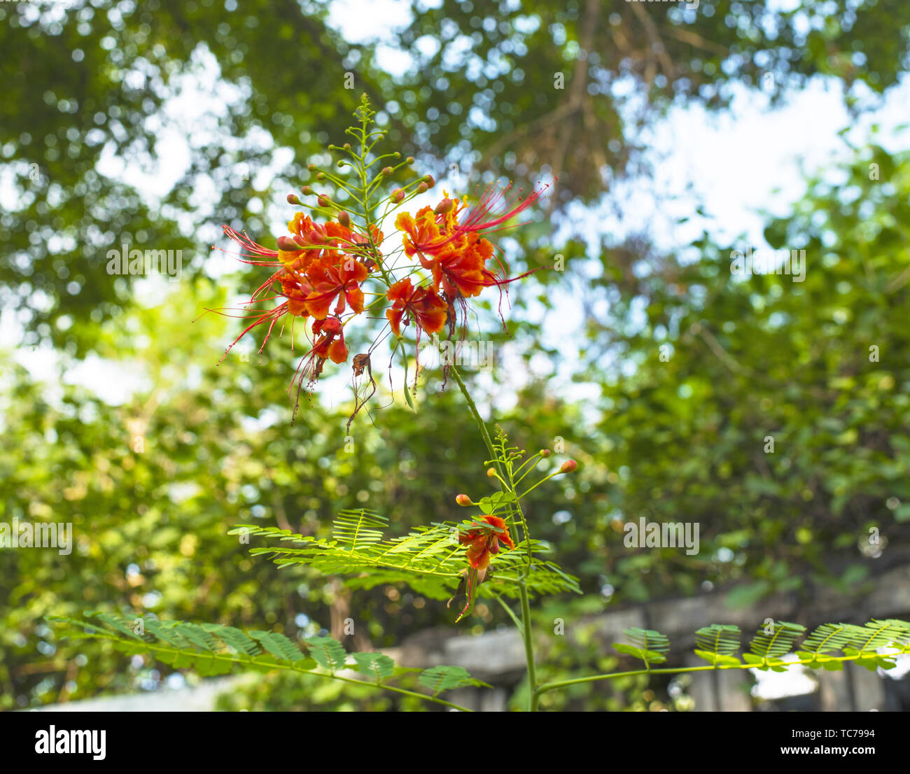 Golden Phoenix flowers, plants, flowers Stock Photo - Alamy