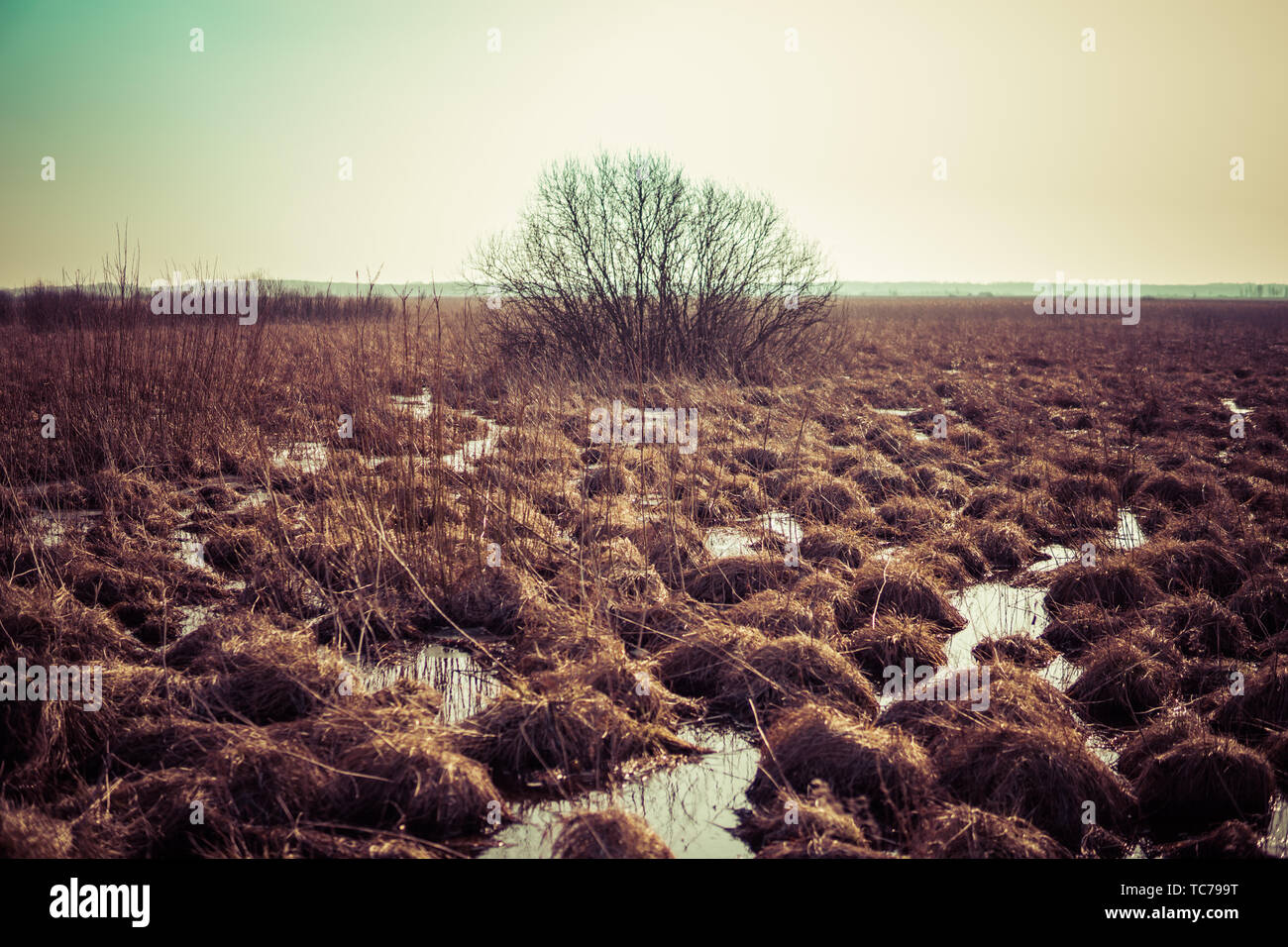 natural landscape of polesie region full of swamps during end of winter ...