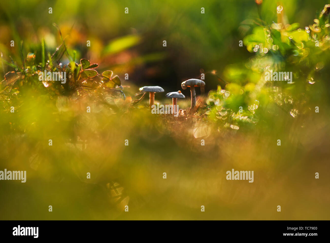 Ecological photography hi-res stock photography and images - Alamy