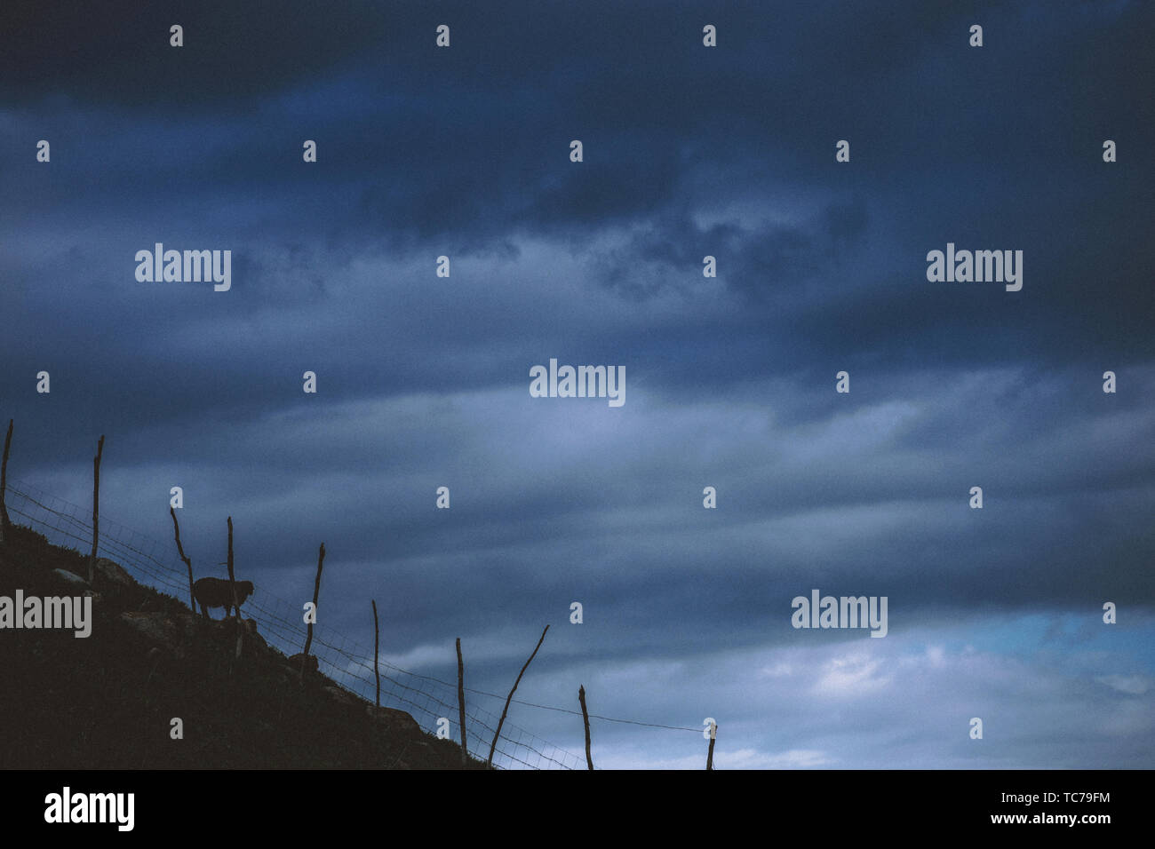 Sheep and Eagle Stock Photo - Alamy