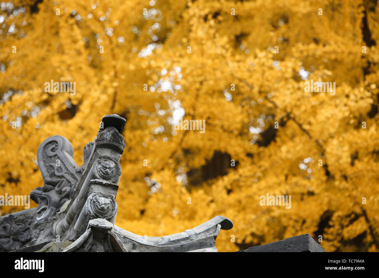 Ginkgo guanyin temple hi-res stock photography and images - Alamy