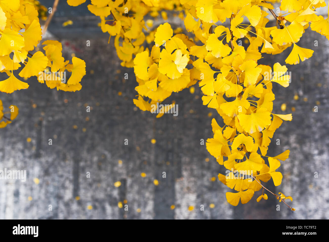 Old ginkgo trees yellow hi-res stock photography and images - Alamy