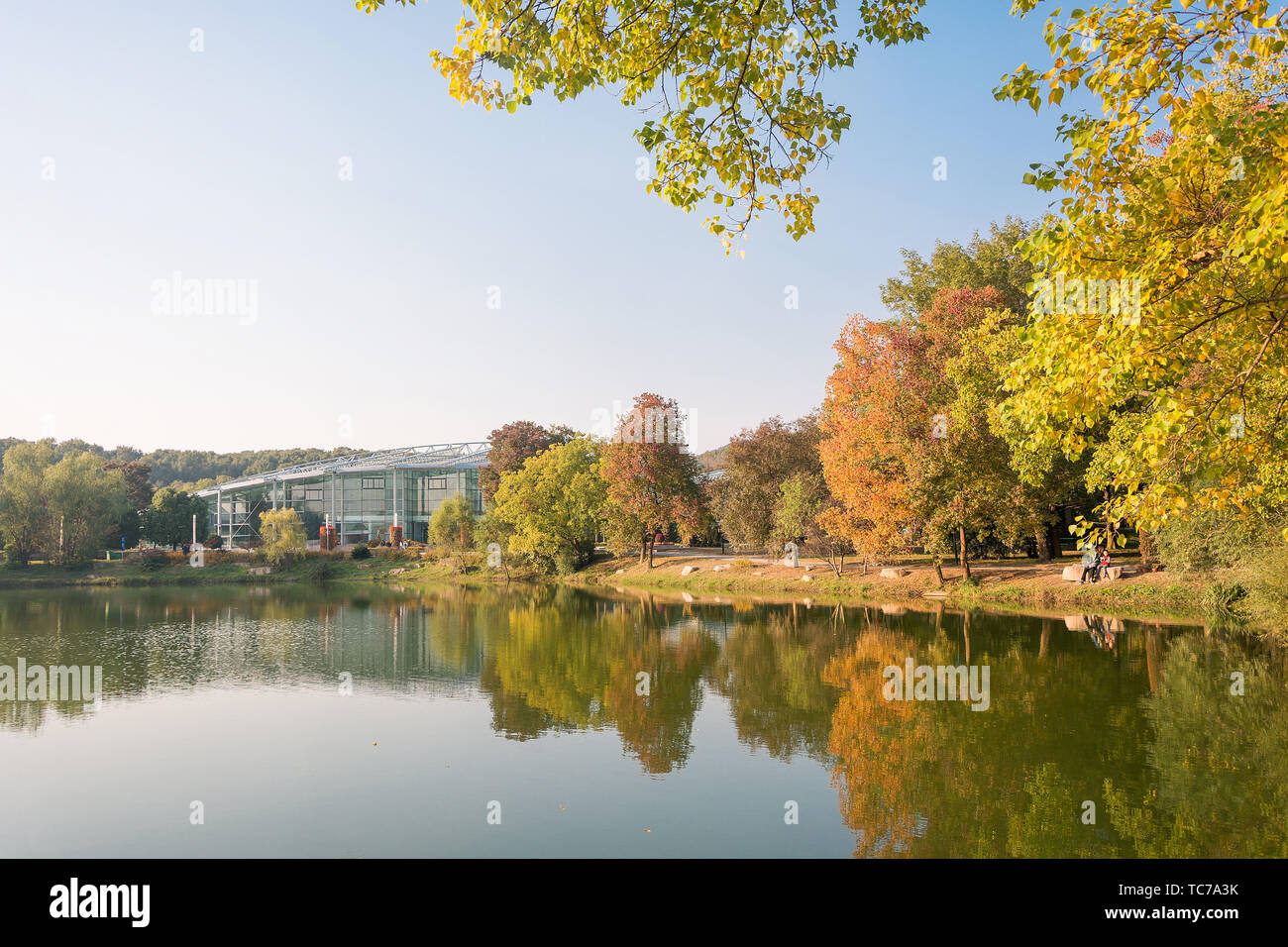 Chinese tallow tree hi-res stock photography and images - Alamy