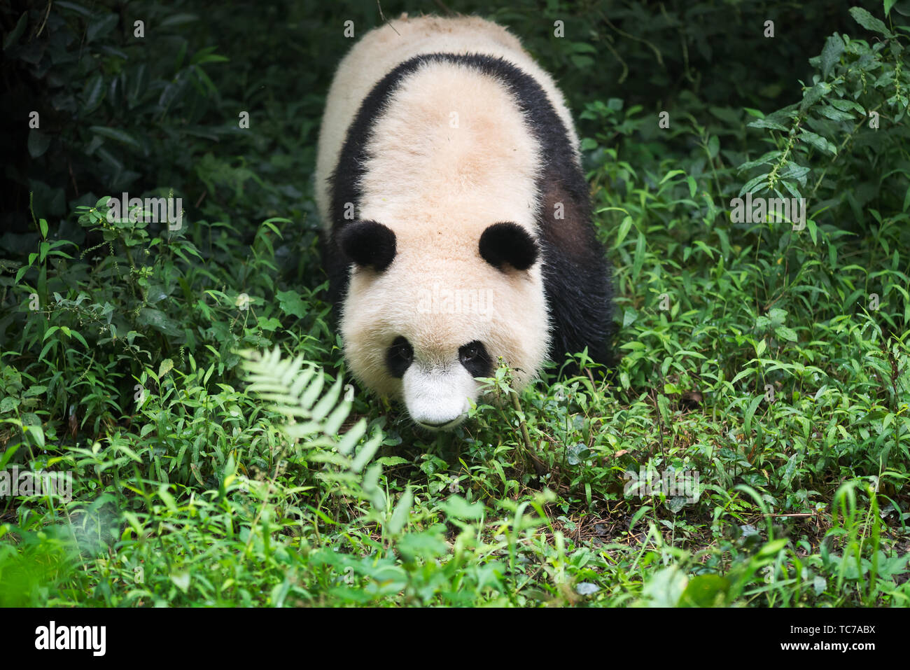 Giant panda tapir and big bear hi-res stock photography and images - Alamy