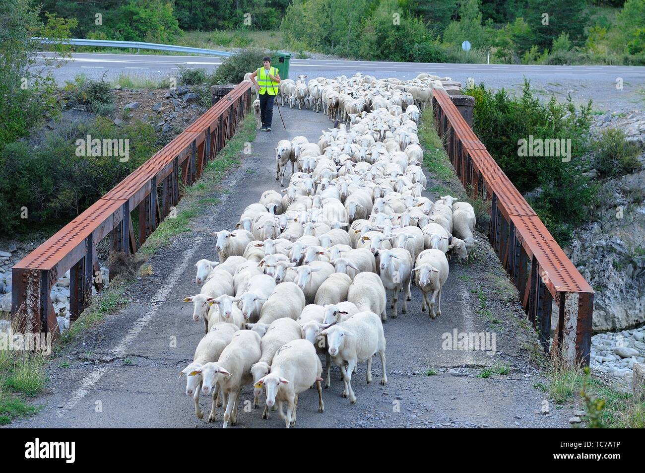 Sheep crossing bridge hi-res stock photography and images - Alamy