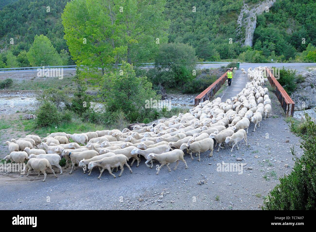 Sheep Crossing Bridge High Resolution Stock Photography and Images - Alamy