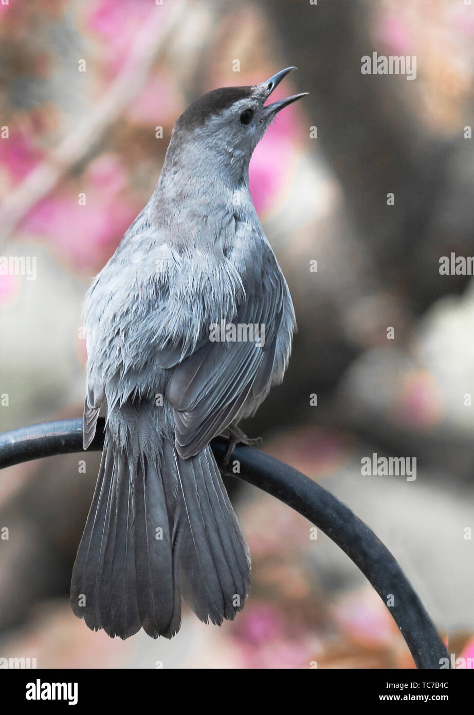 Unusual bird pose hi-res stock photography and images - Alamy