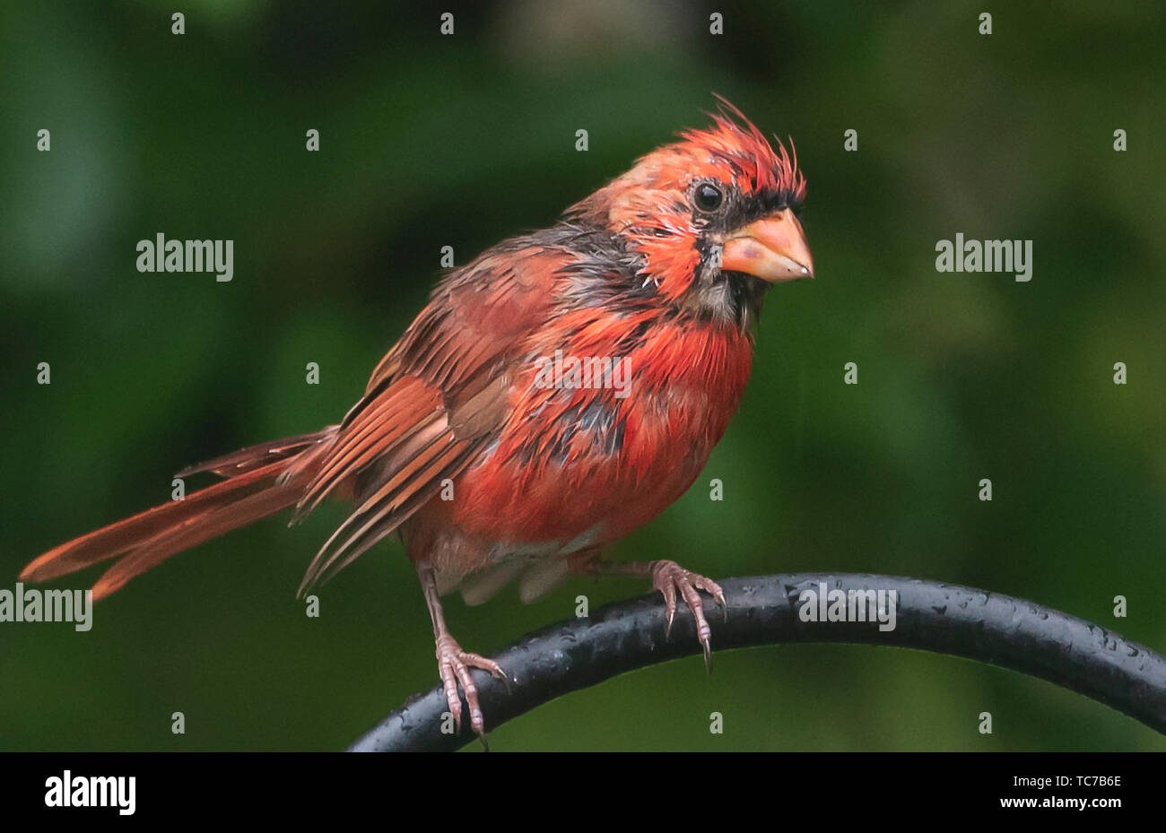 Bird molting hi-res stock photography and images - Alamy