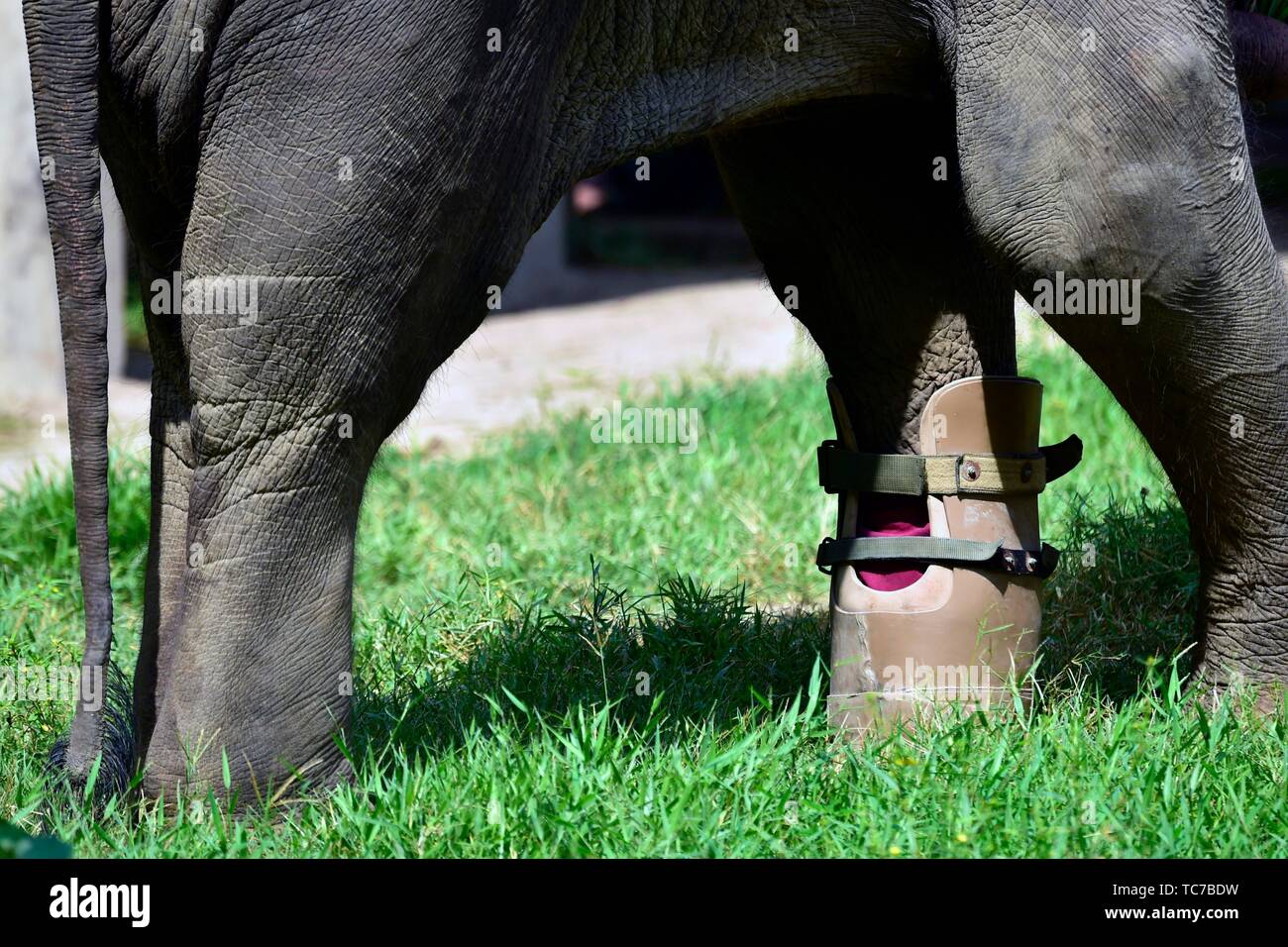 Zoo asian elephant hi-res stock photography and images - Alamy