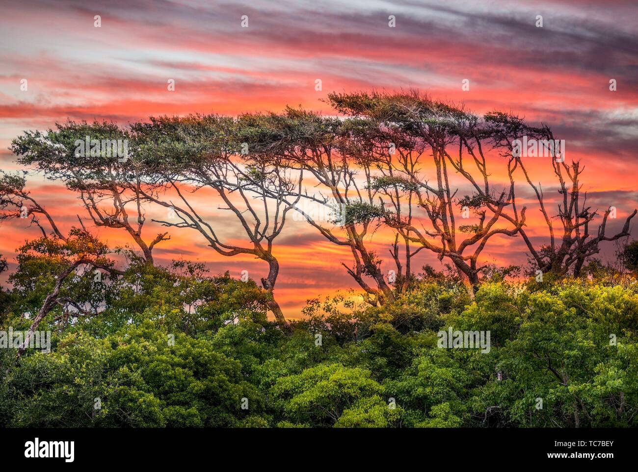 Gulf shores state park hi-res stock photography and images - Alamy