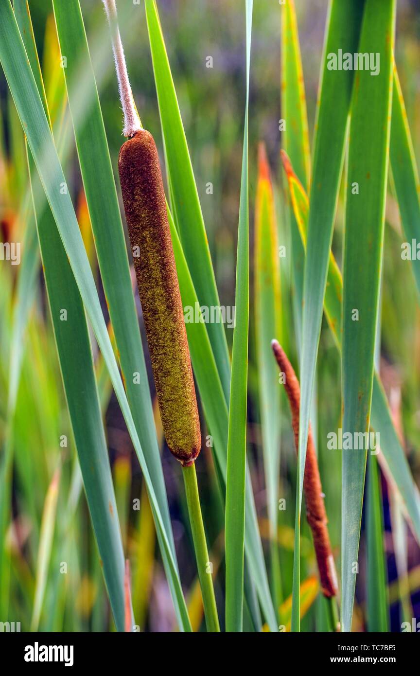 Cattail plant hi-res stock photography and images - Alamy
