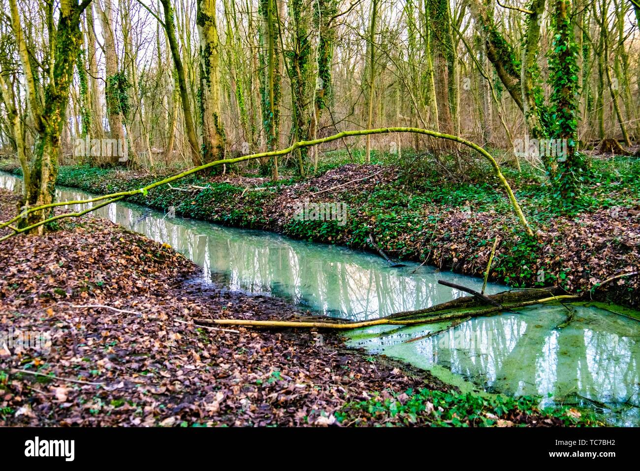 Overhanging Tree High Resolution Stock Photography and Images - Alamy