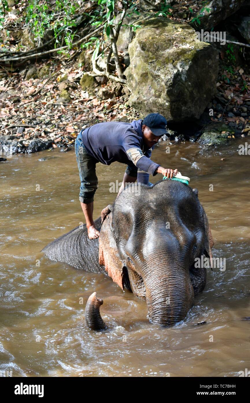 Washing an elephant hi-res stock photography and images - Alamy
