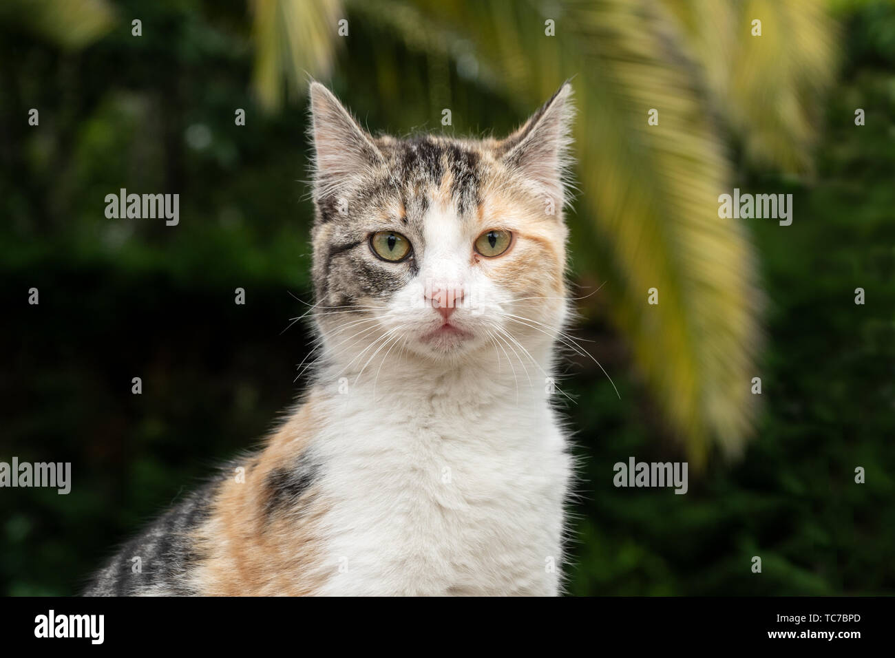 Portrait of a patched cat looking at the camera Stock Photo - Alamy