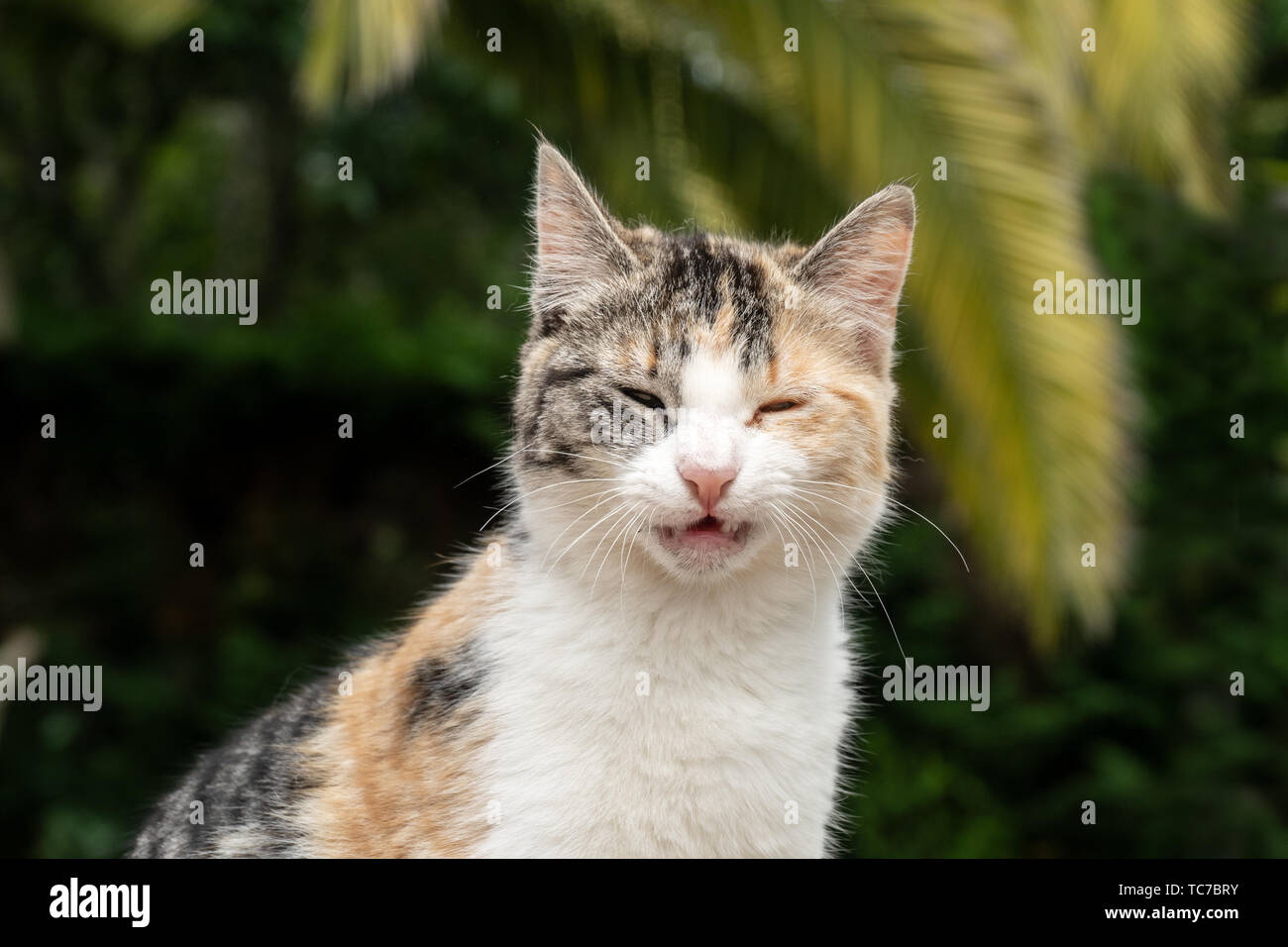Very funny patched cat laughing. Funny kitty Stock Photo - Alamy