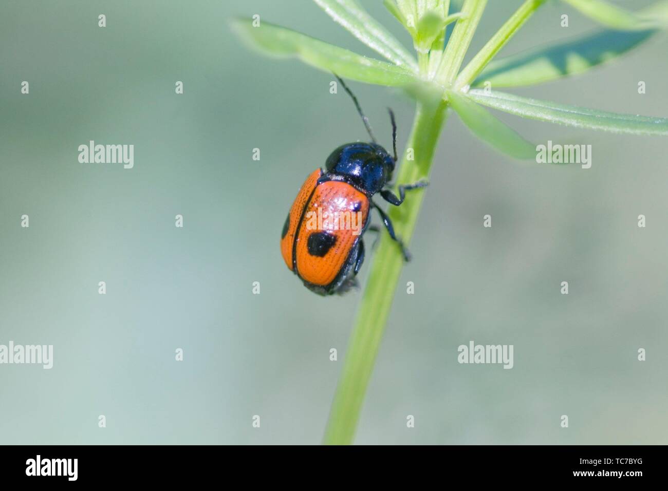 Two color spot hi-res stock photography and images - Alamy