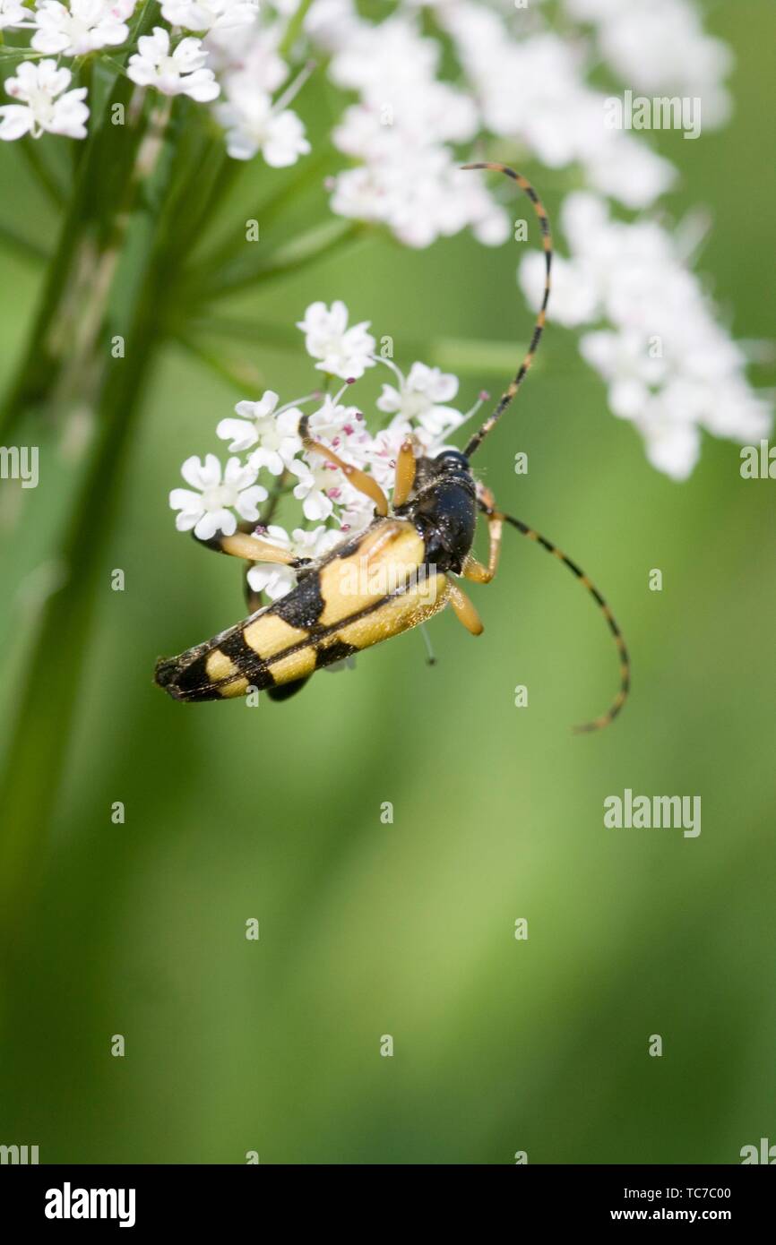 Black and yellow longhorn beetle hi-res stock photography and images ...