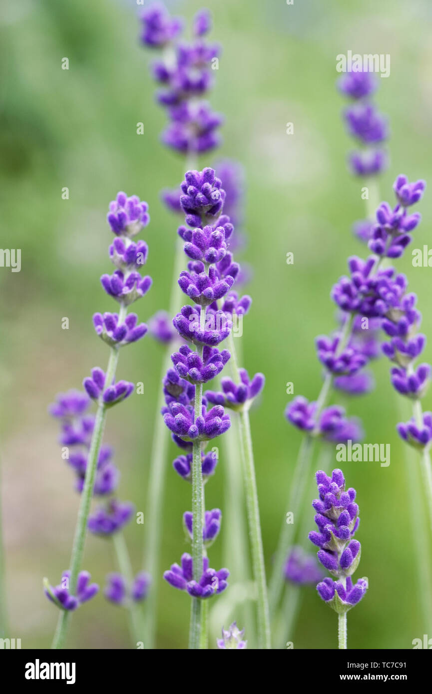 English lavender dwarf blue hi-res stock photography and images - Alamy