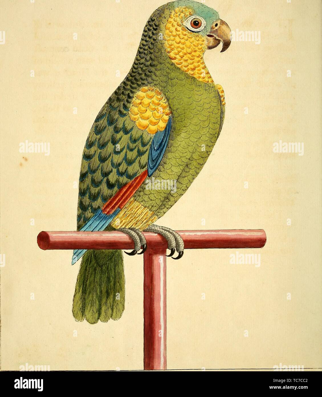 Engraved drawing of the Flame-Winged Parakeet (Pyrrhura calliptera ...