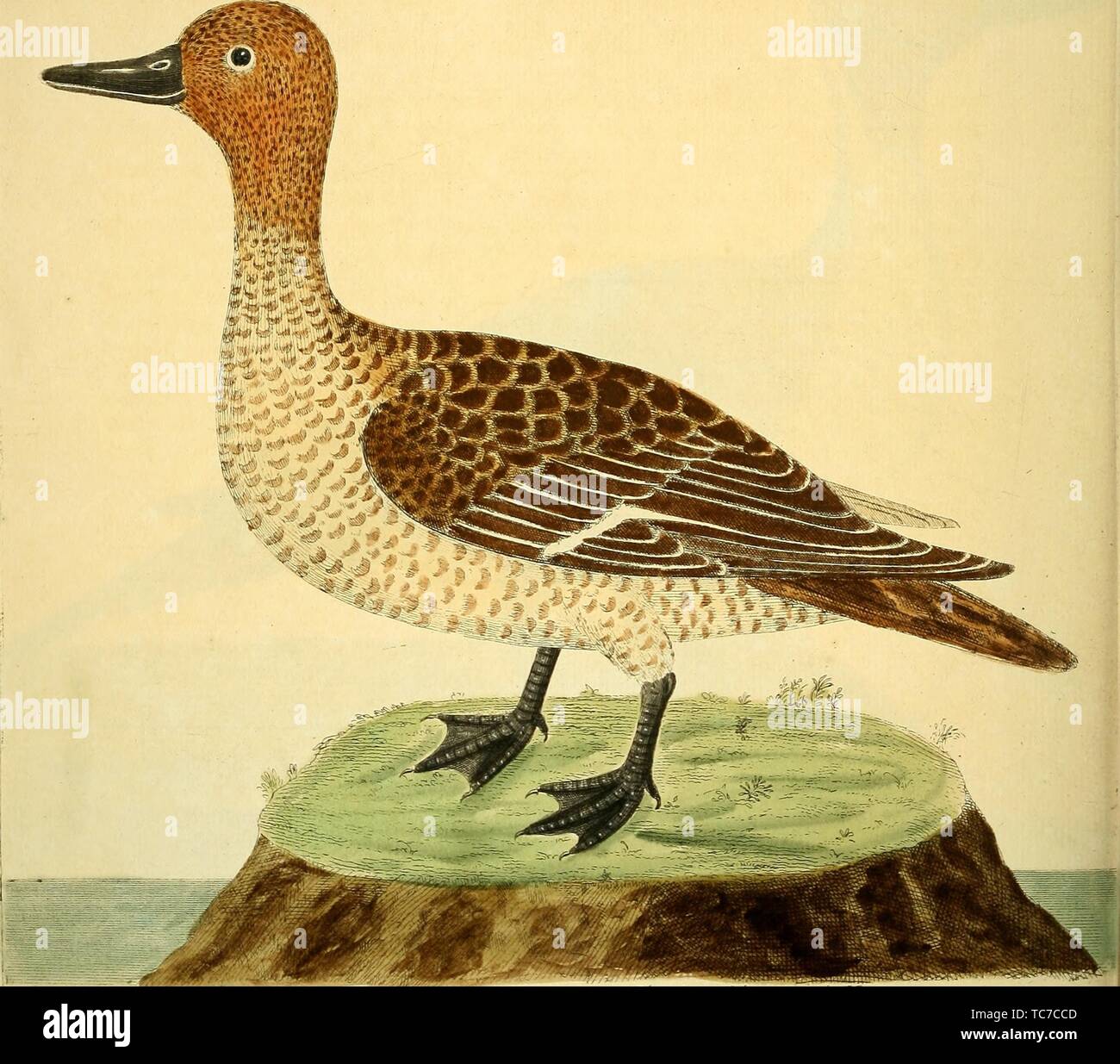 Waterfowl Landing Drawing